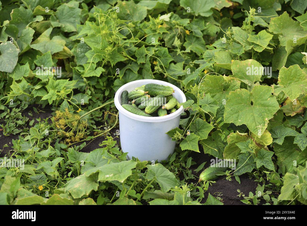 Bucket of cucumbers hi-res stock photography and images - Alamy