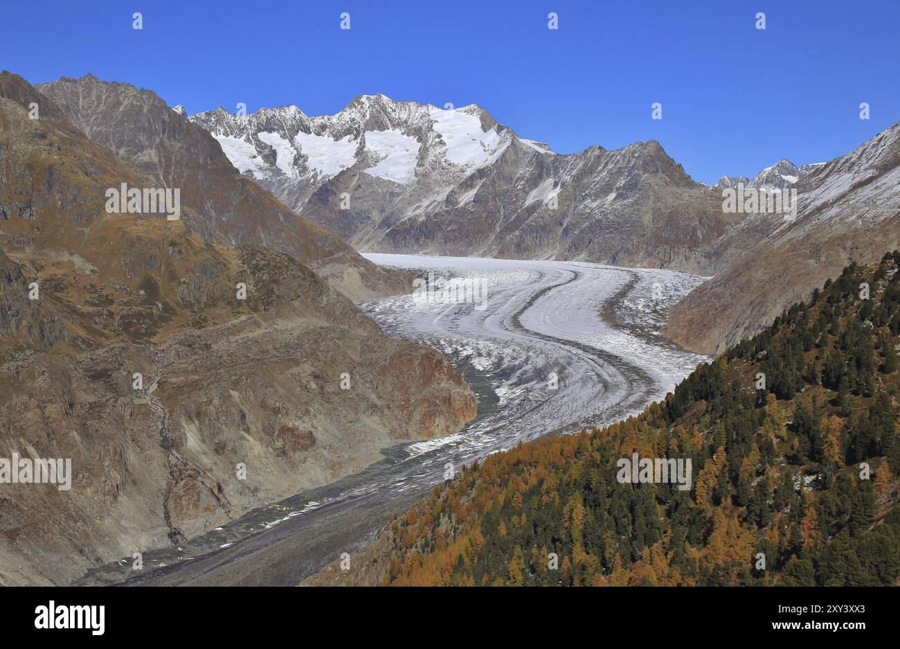Autumn scene in Switzerland. Golden larch forest, Aletsch glacier and ...