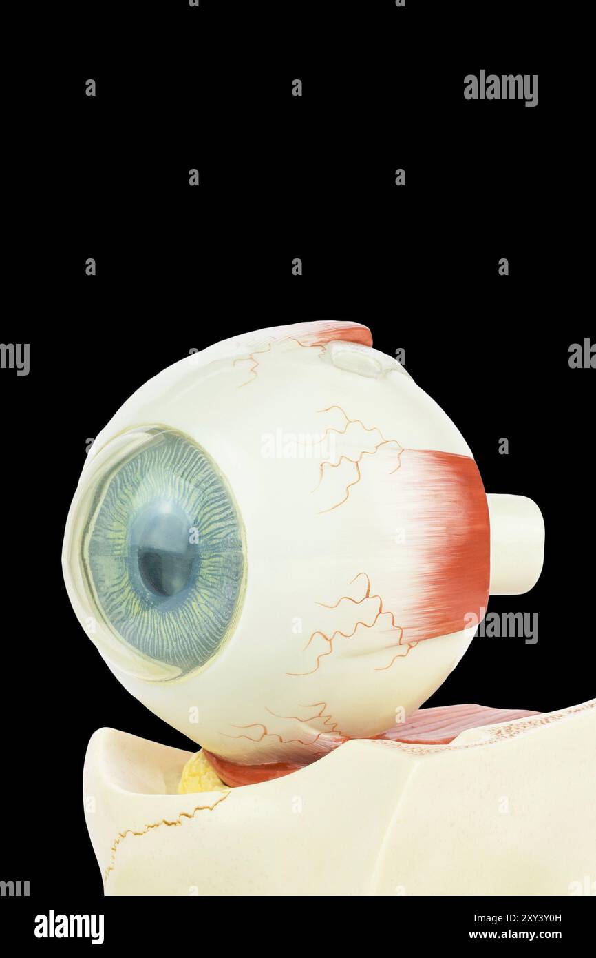 Artificial model of human eye isolated on black background Stock Photo ...