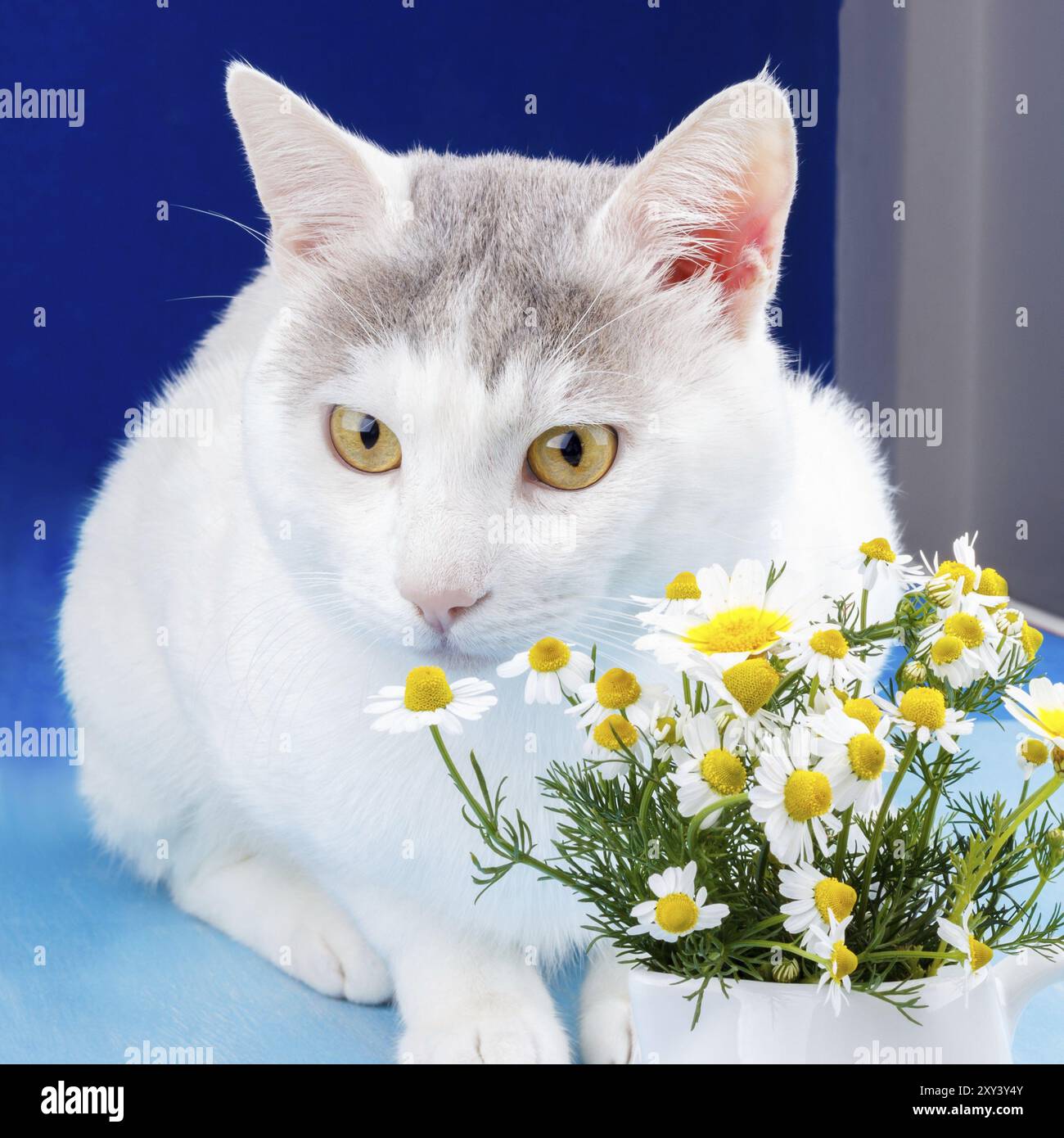 Domestic cat sniffing flowers hi-res stock photography and images - Alamy
