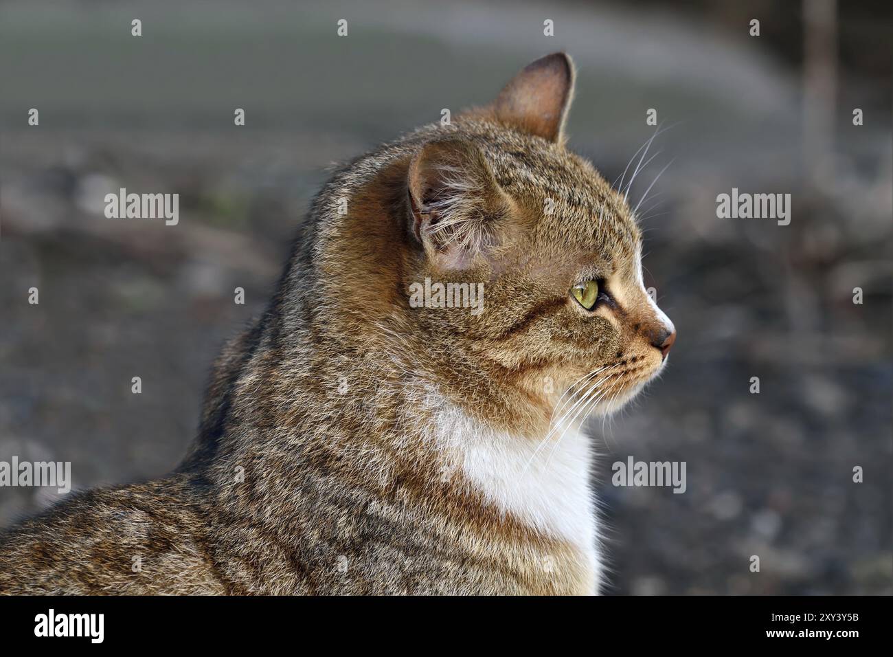 Ready to jump cat hi-res stock photography and images - Alamy