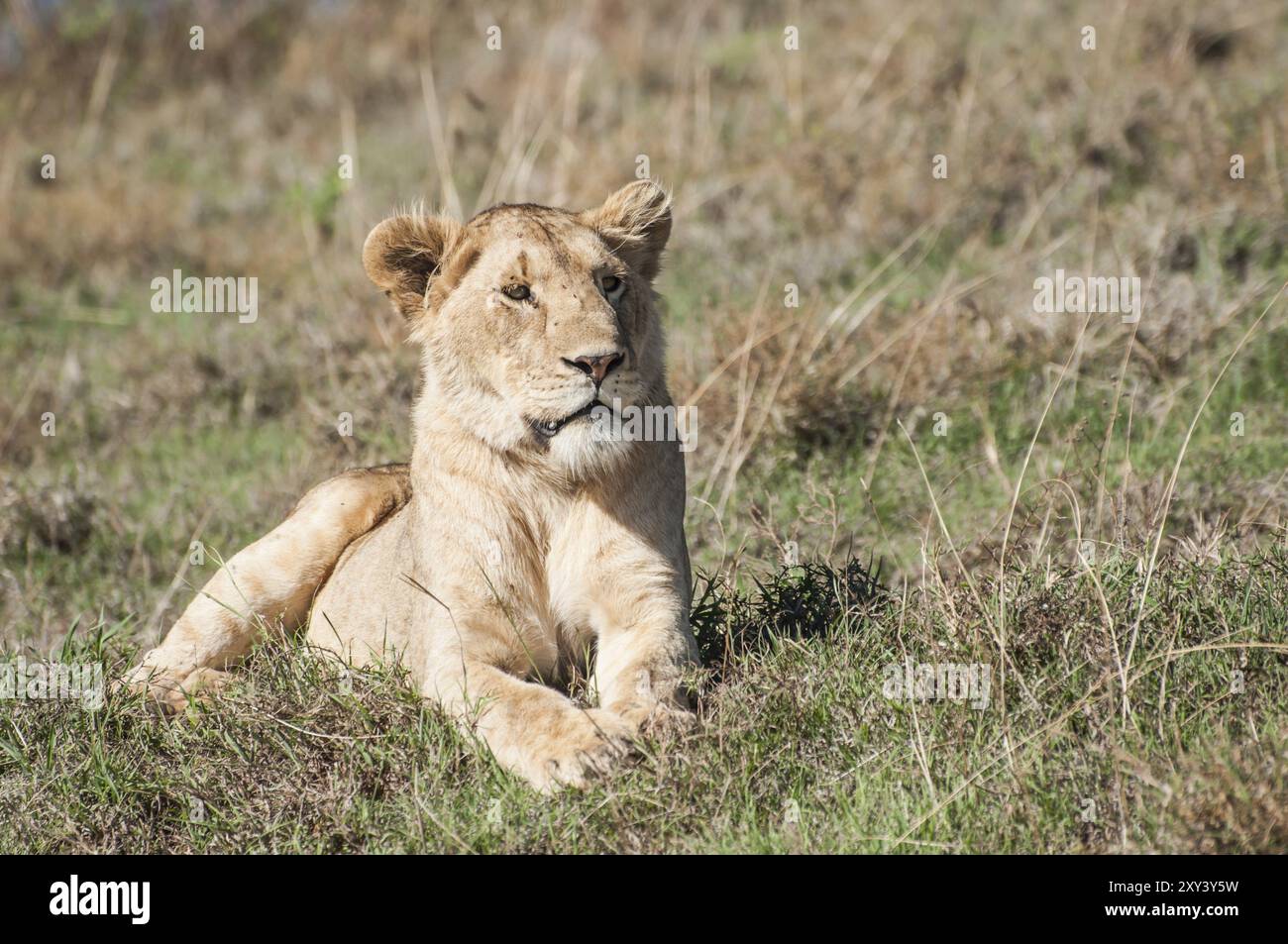 A fully grown lioness is lying down, with her front paws stretched out ...