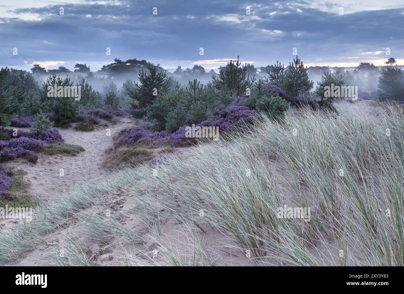 Sand dune and flowering heather in summer morning Stock Photo - Alamy