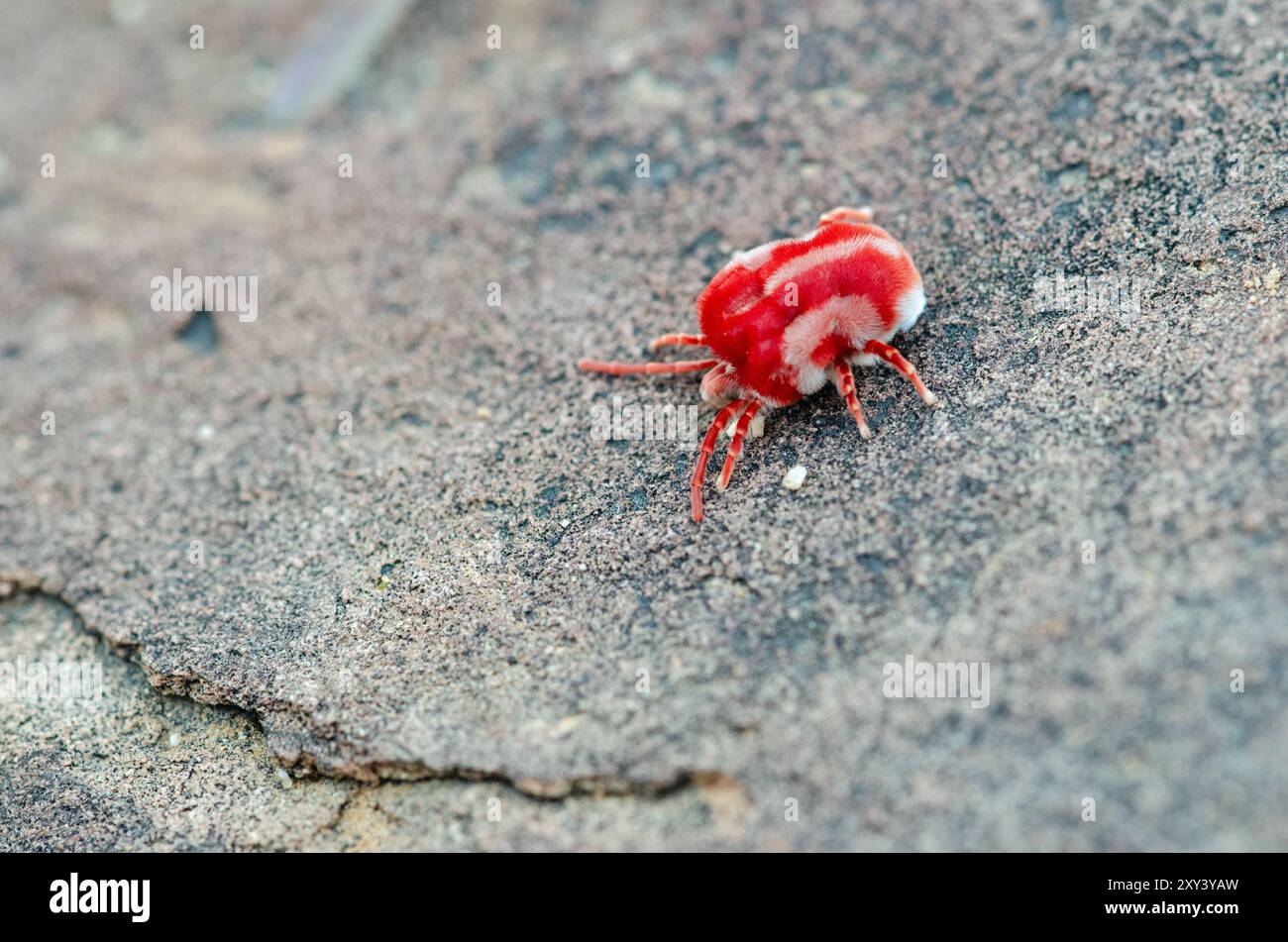 Giant Red Velvet Mite (Dinothrombium magnificum Stock Photo - Alamy