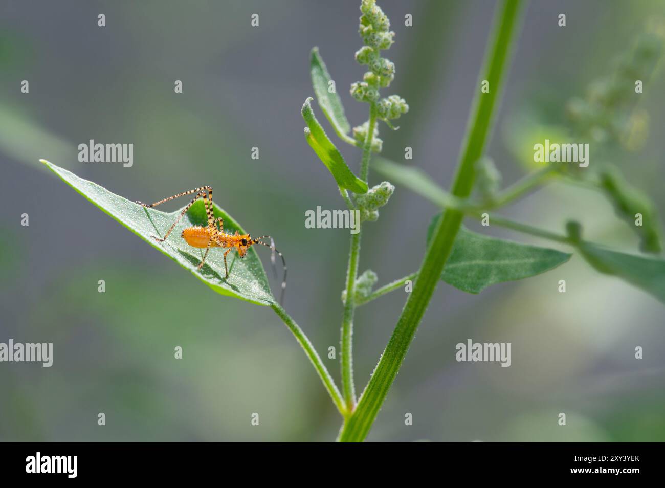 Orange Assassin Bug (Pselliopus barberi) nymph Stock Photo - Alamy