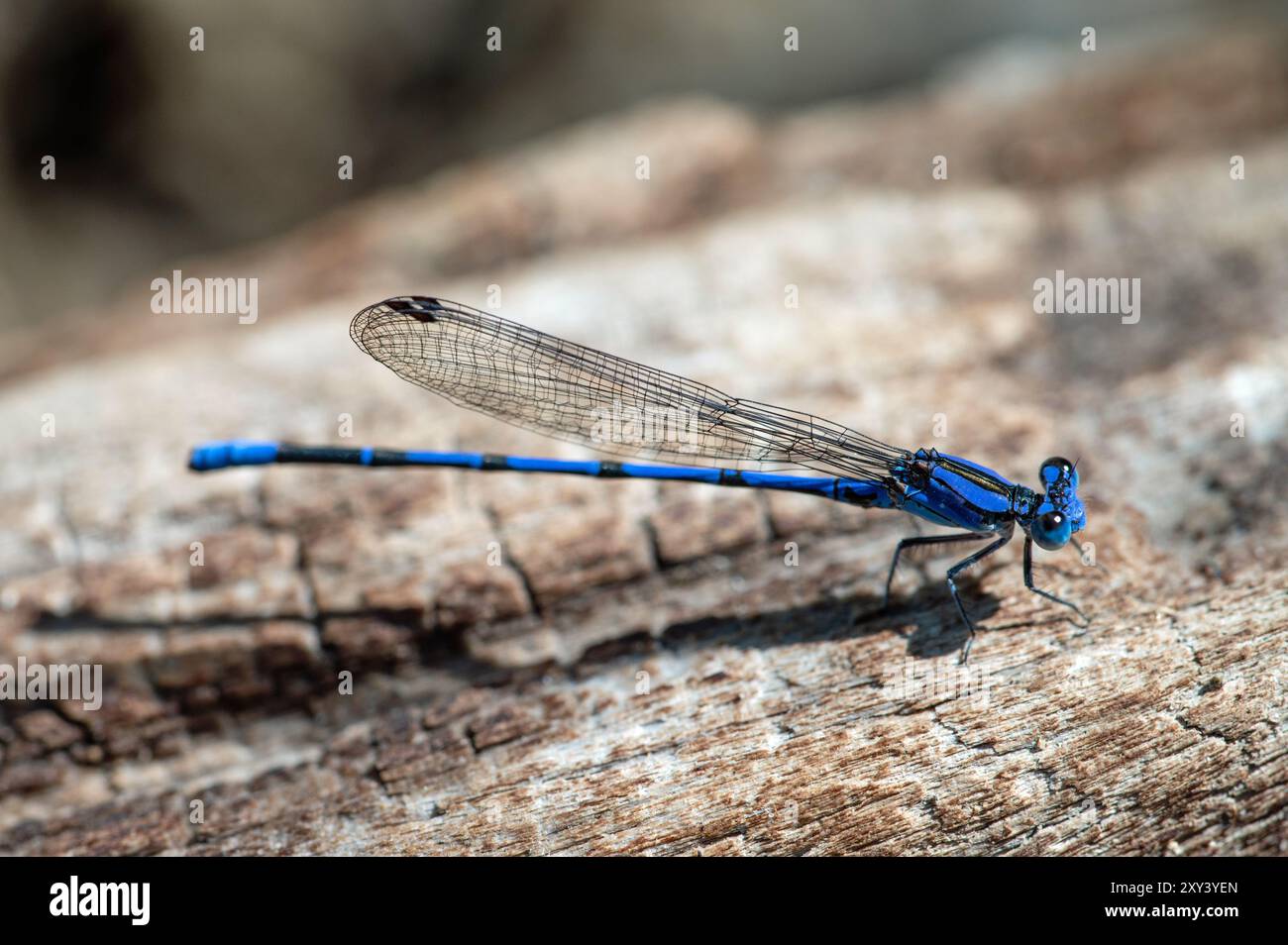 Common Blue Damselfly (Enallagma cyathigerum Stock Photo - Alamy