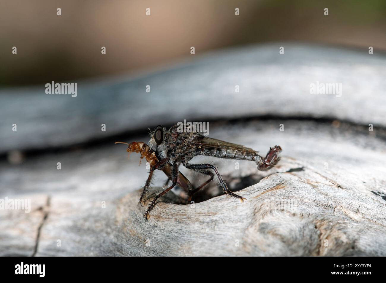 Robber Fly with prey Stock Photo - Alamy