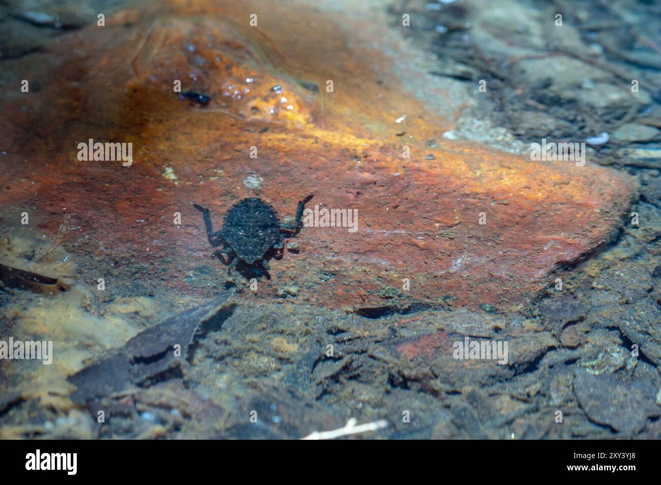 Giant Water Bug (Abedus herberti Stock Photo - Alamy