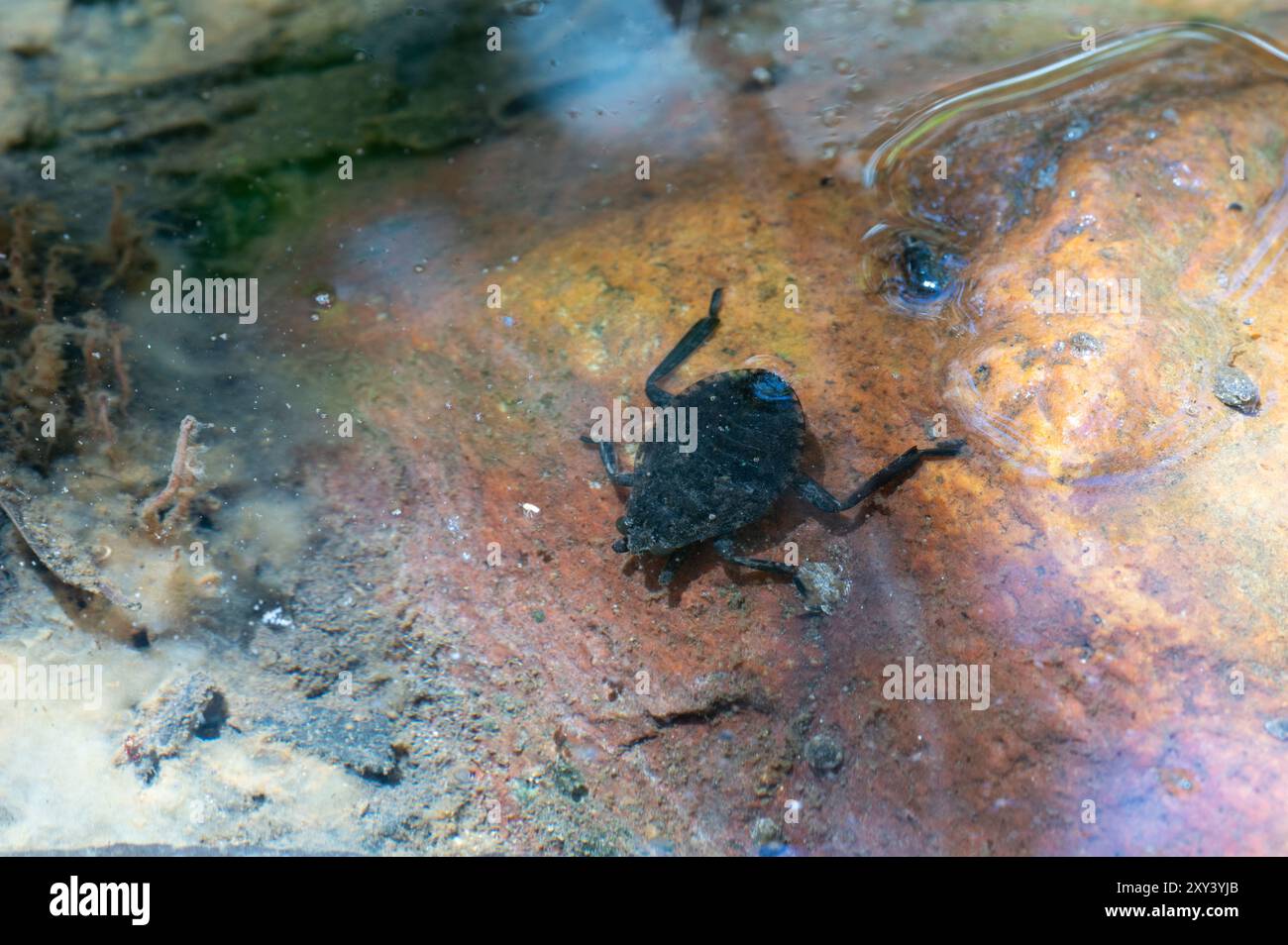 Giant Water Bug (Abedus herberti Stock Photo - Alamy