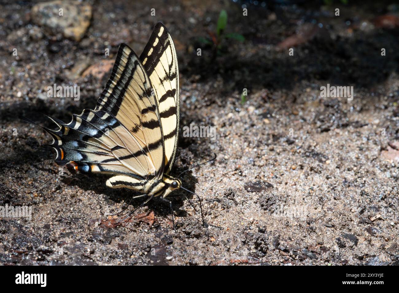Two-tailed Swallowtail Butterfly (Papilio multicaudata Stock Photo - Alamy