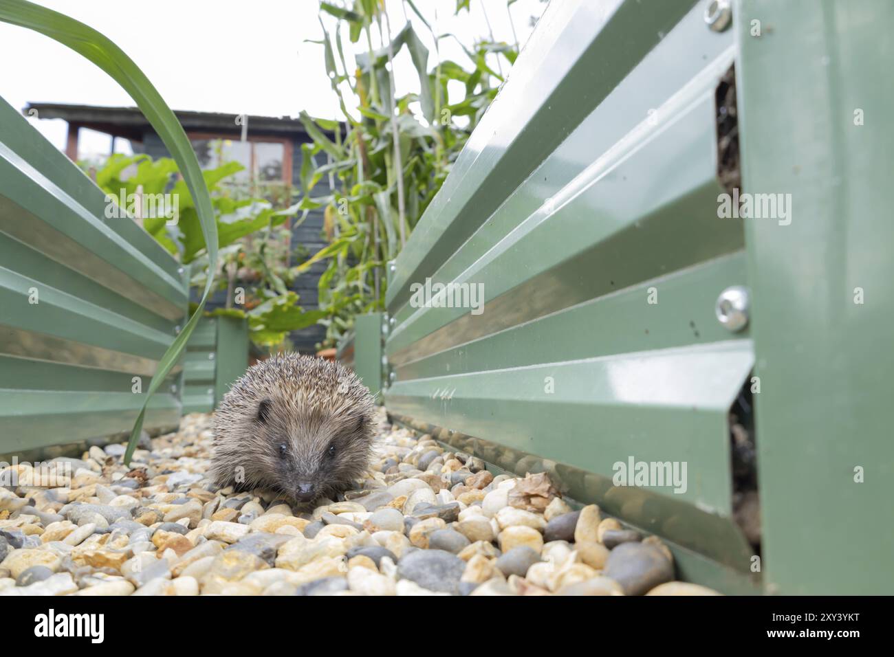 European hedgehog (Erinaceus europaeus) adult animal on an urban garden ...