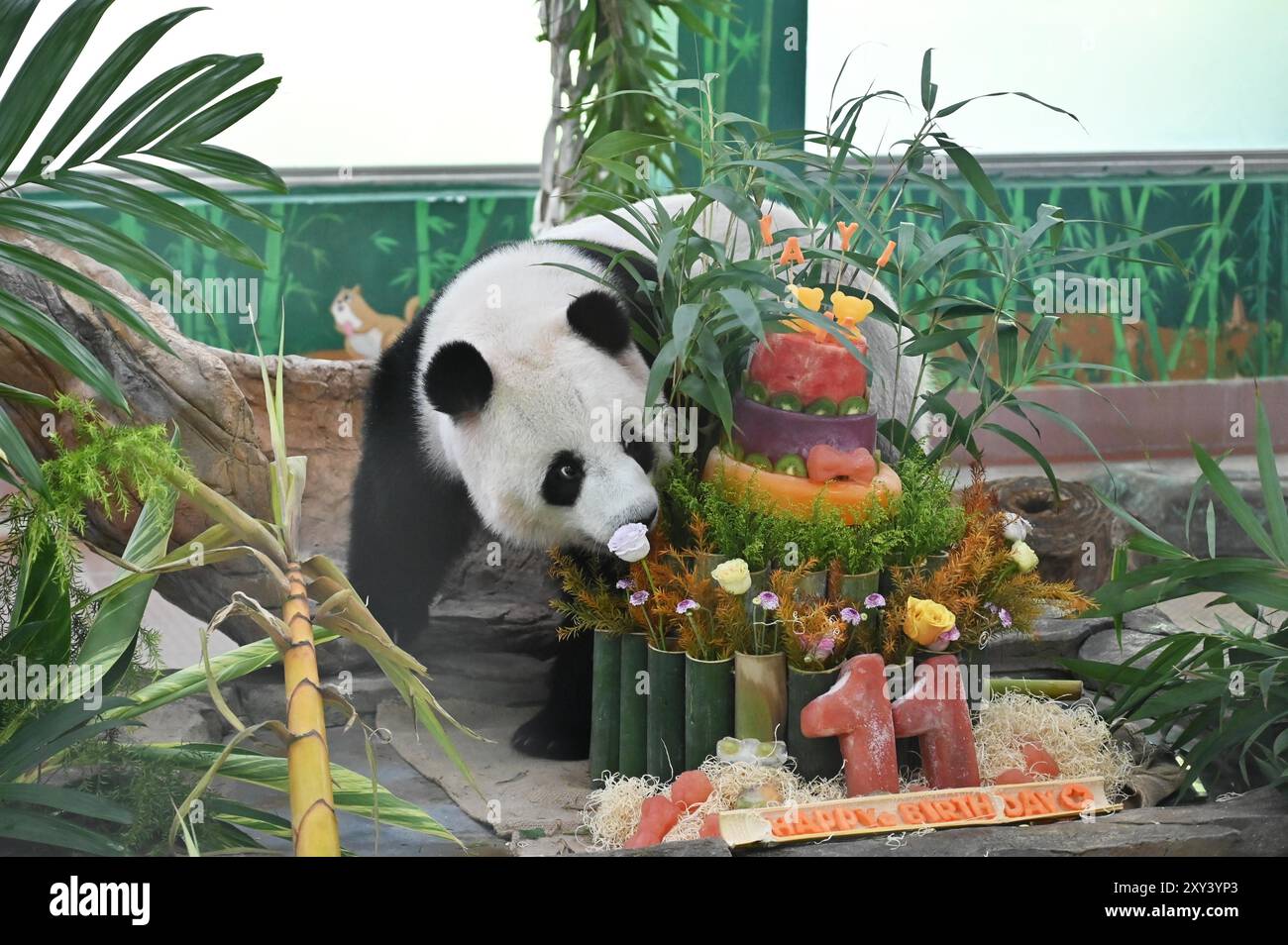 **CHINESE MAINLAND, HONG KONG, MACAU AND TAIWAN OUT** Giant pandas Xing ...