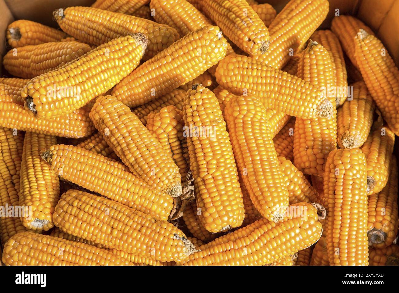 Orange corn hi-res stock photography and images - Alamy