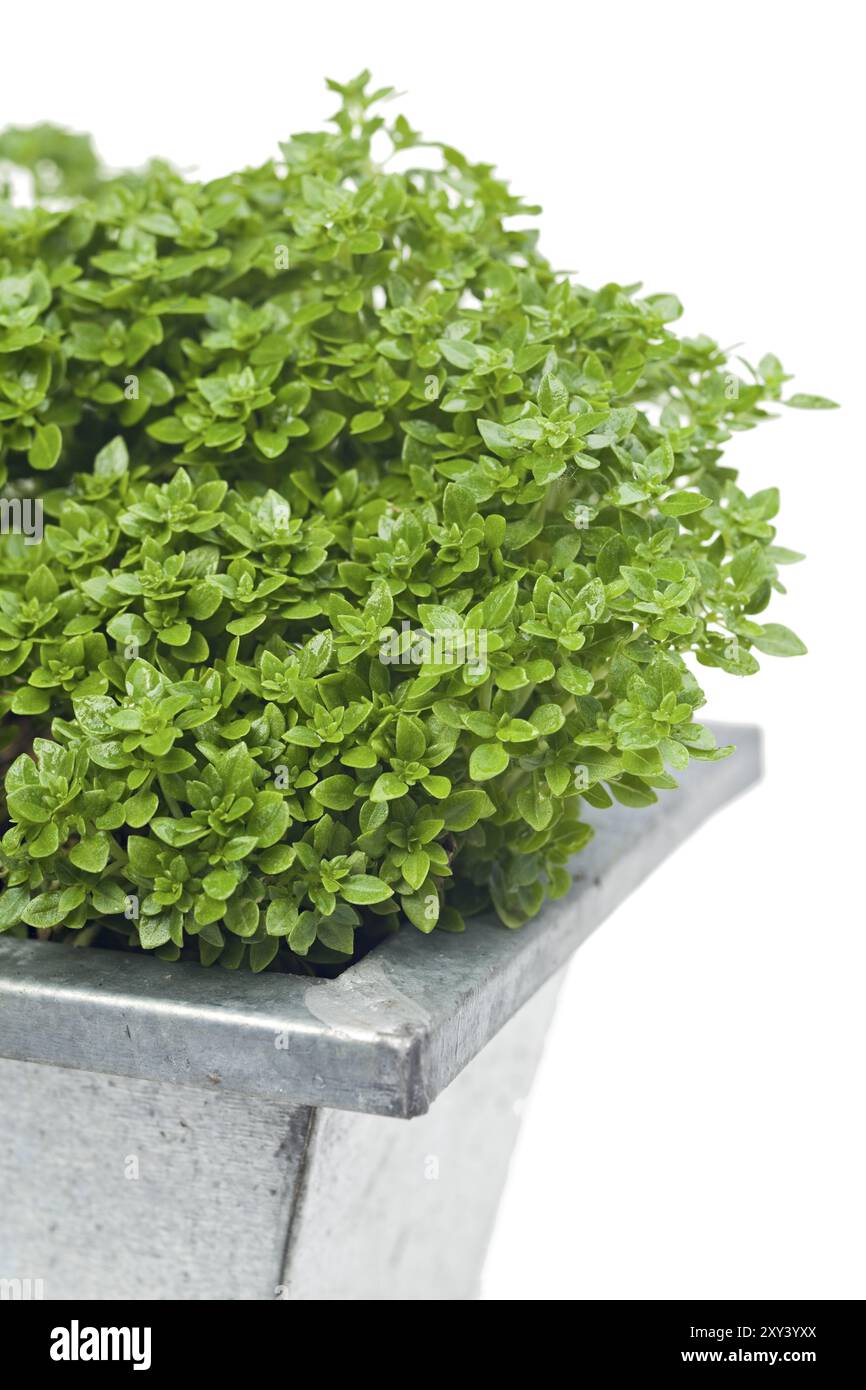 Plant pot outline hi-res stock photography and images - Alamy