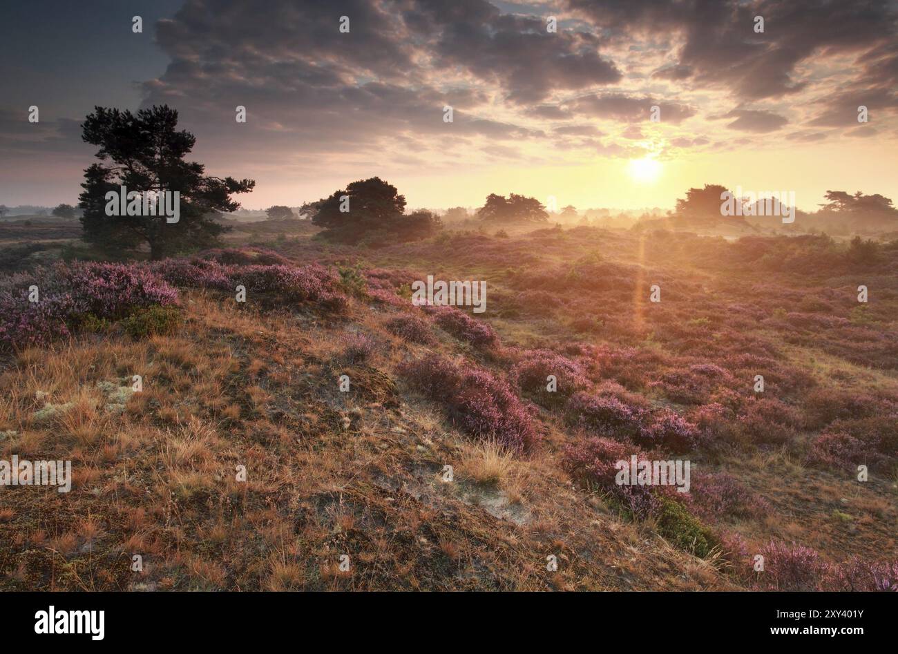 Stunning sunrise over hills with heather flowers in summer Stock Photo ...