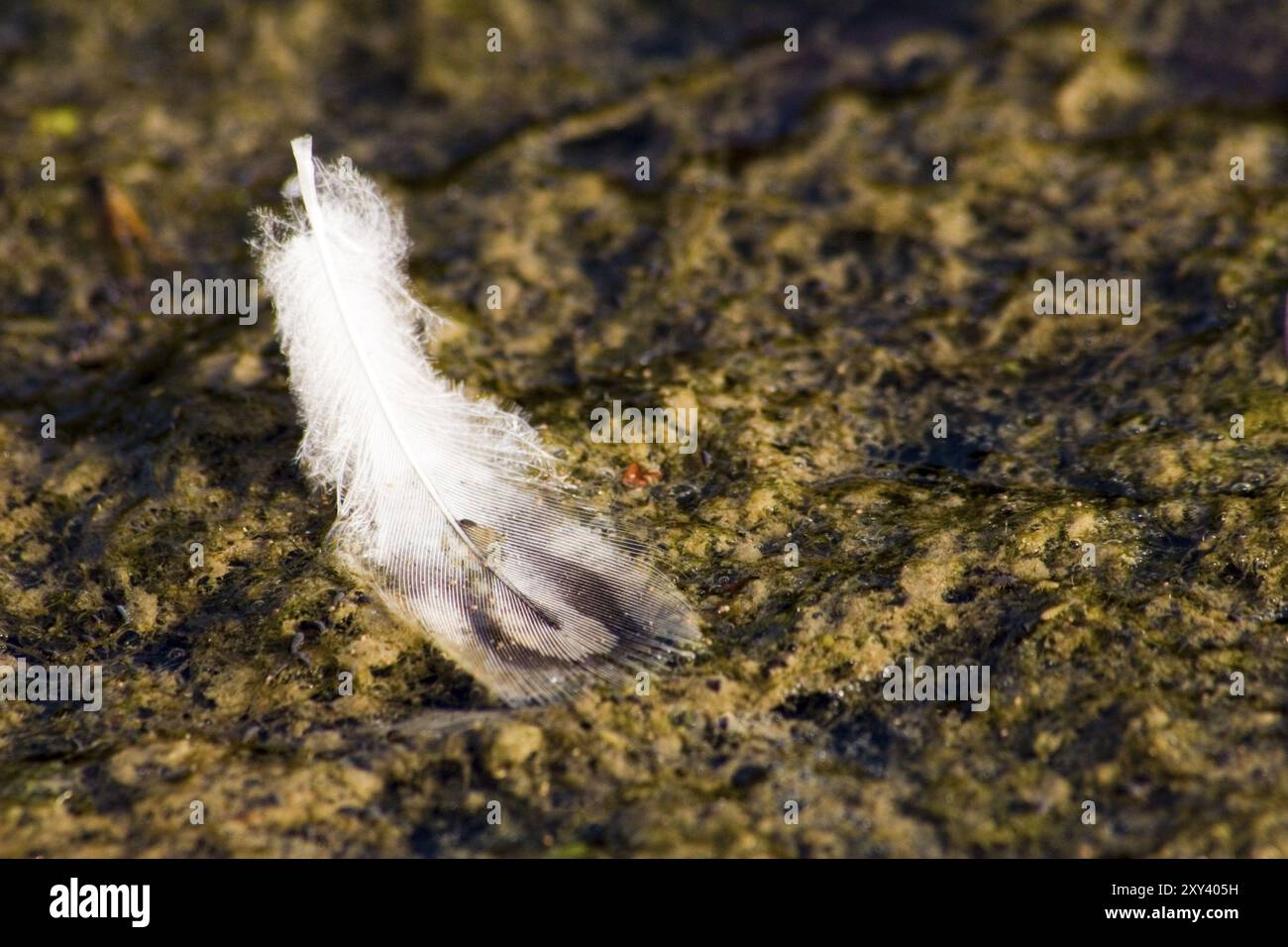 Feather on an algae-covered water surface Stock Photo - Alamy