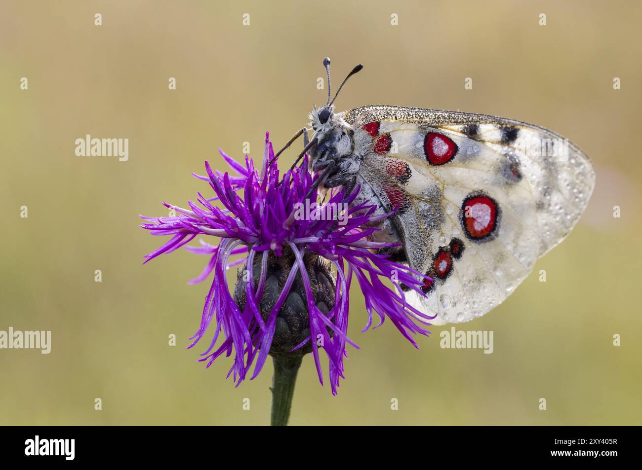 Apollo butterfly, Parnassius apollo, mountain Apollo Stock Photo - Alamy