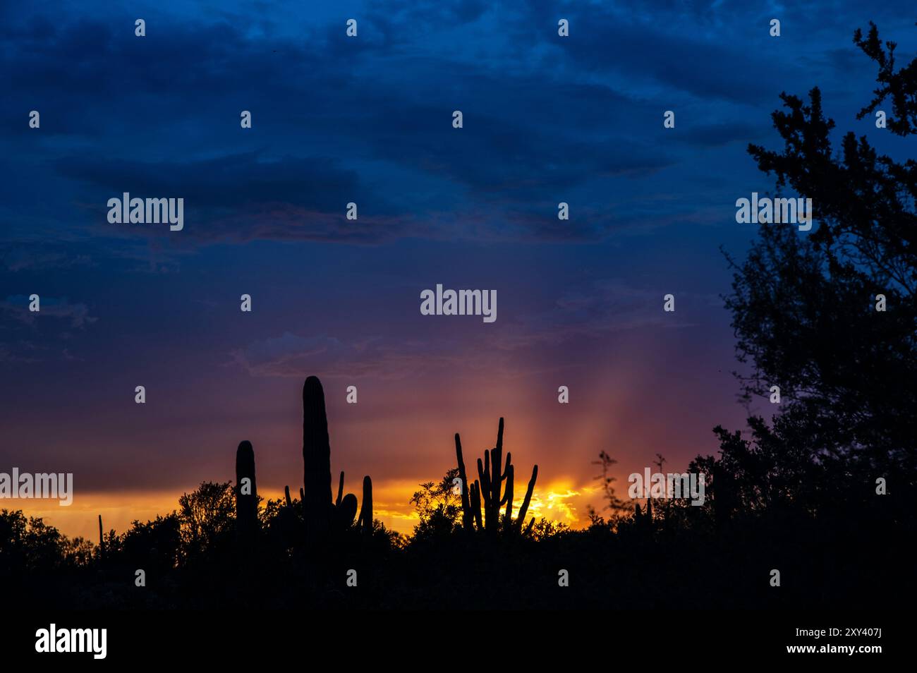 Sonoran desert sunset hi-res stock photography and images - Alamy