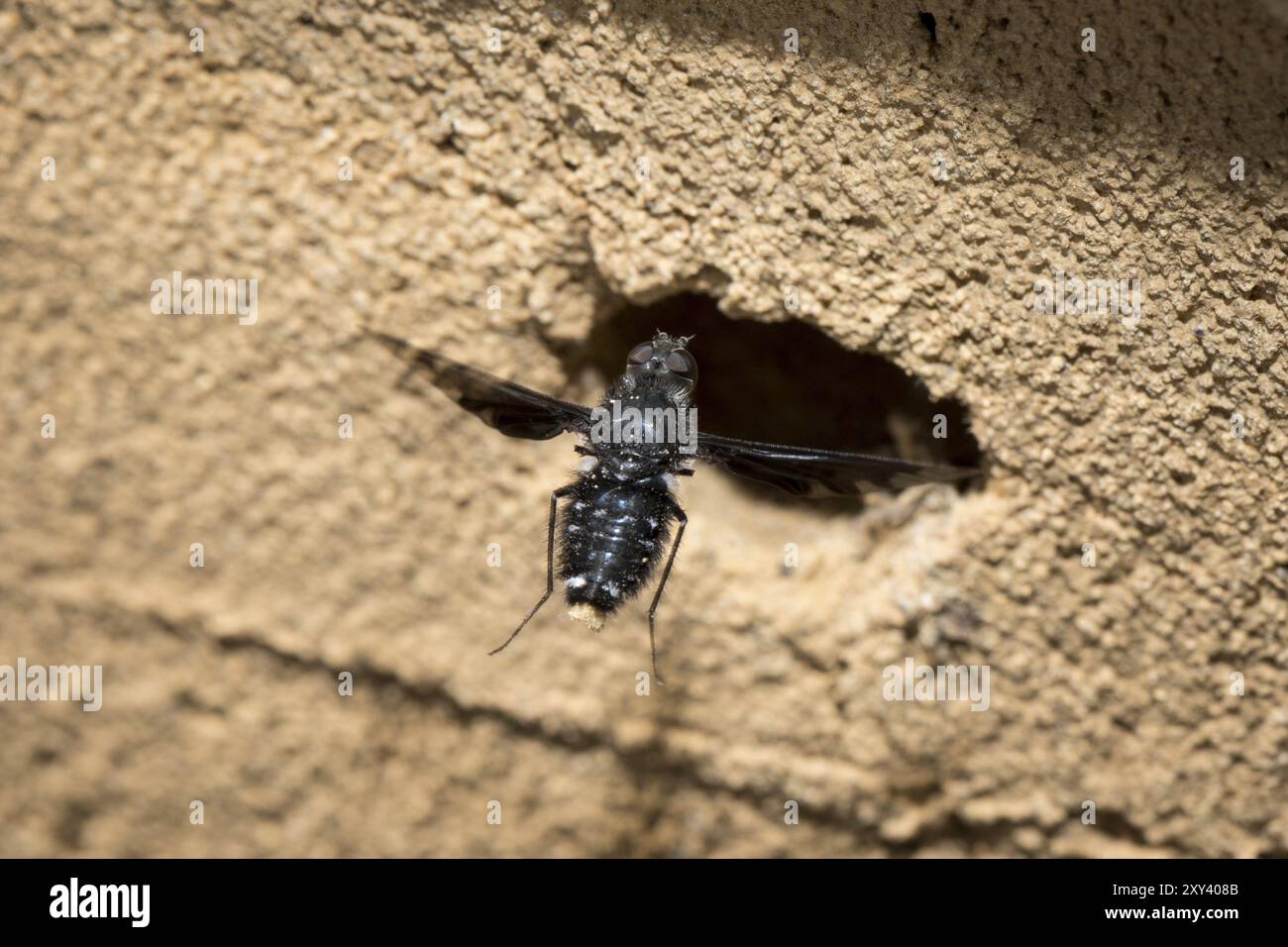 Mourning hoverfly, Anthrax anthrax, bee fly Stock Photo - Alamy