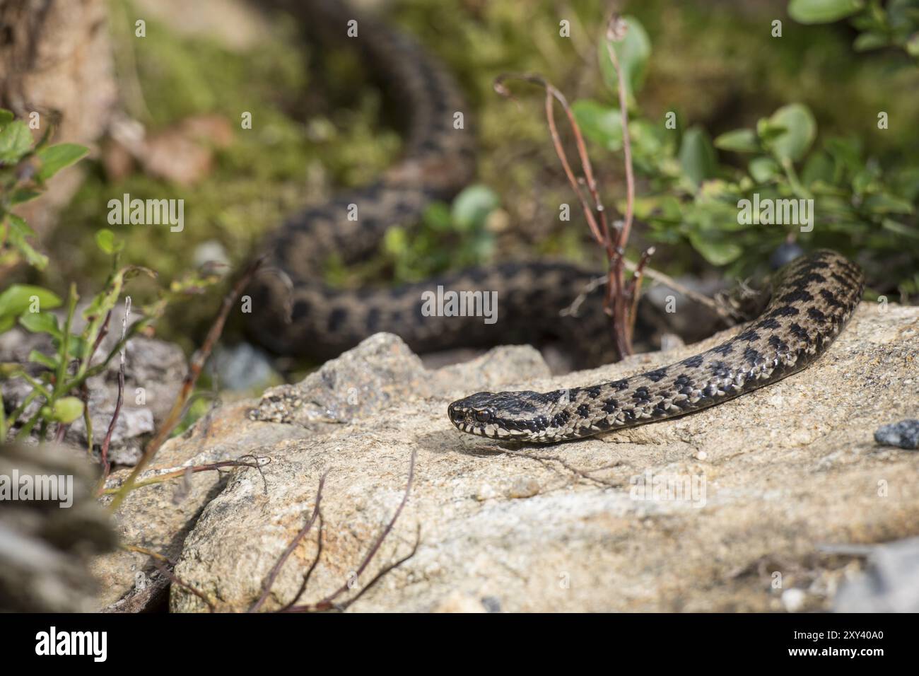 Adder, Vipera berus, common European adder Stock Photo - Alamy