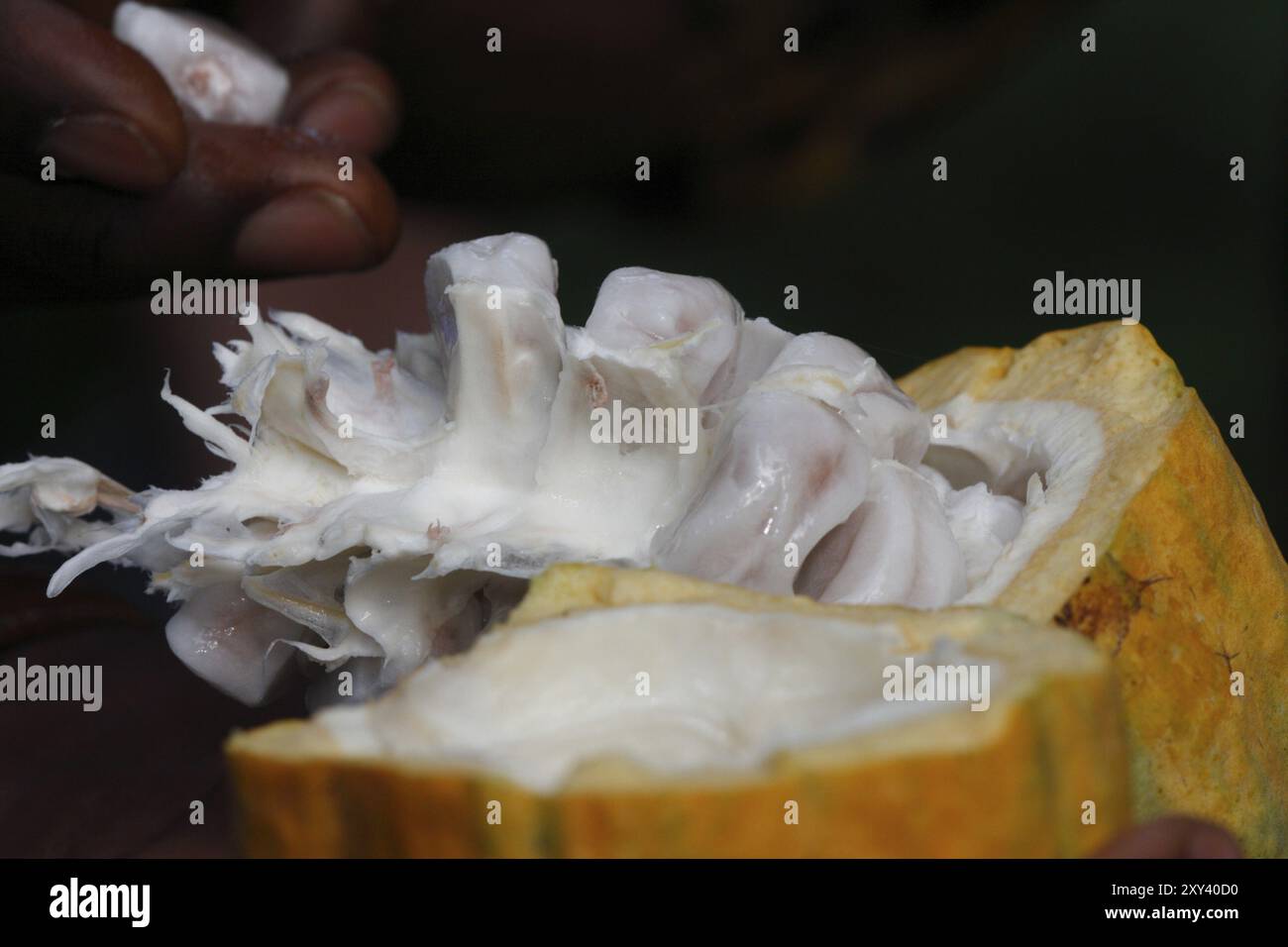Cocoa fruit cut open Stock Photo - Alamy