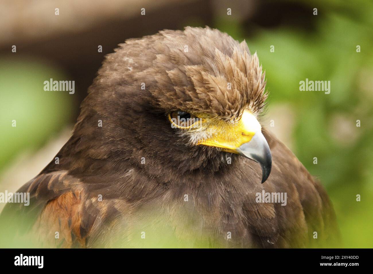Harris's hawk (Parabuteo unicinctus), Desert Buzzard Stock Photo - Alamy