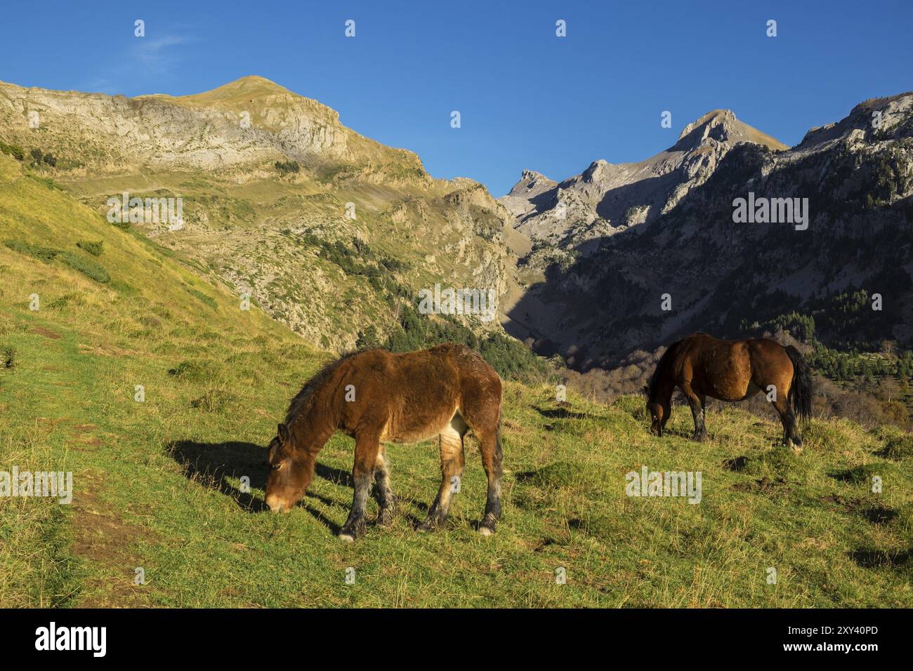 Caballos pastando, Linza, Parque natural de los Valles Occidentales ...