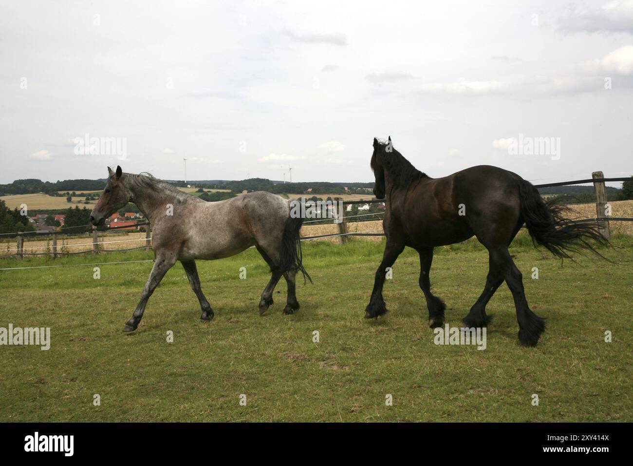 Arabian mix and Friesian Stock Photo - Alamy