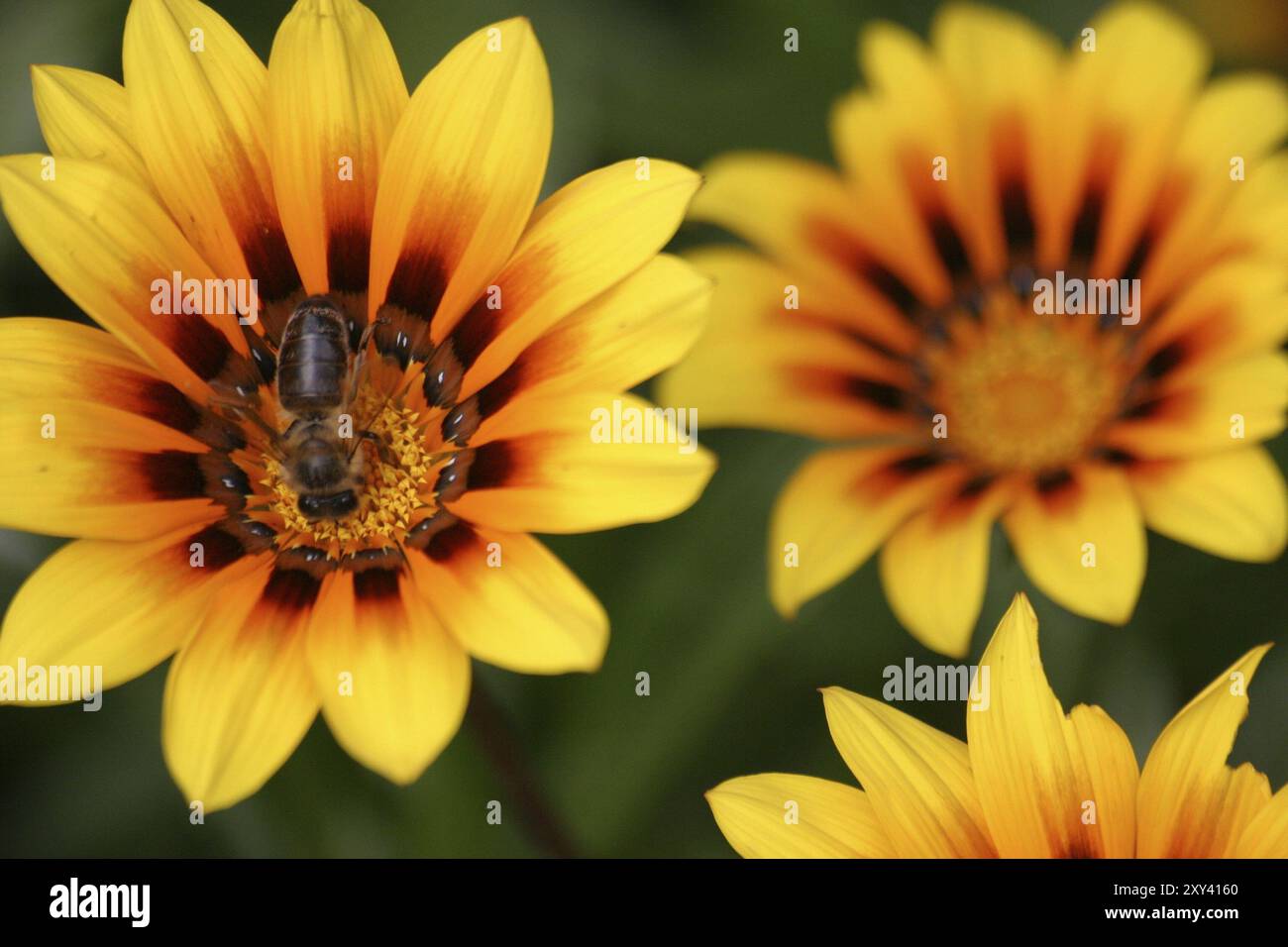 Yellow flowers with bee Stock Photo - Alamy