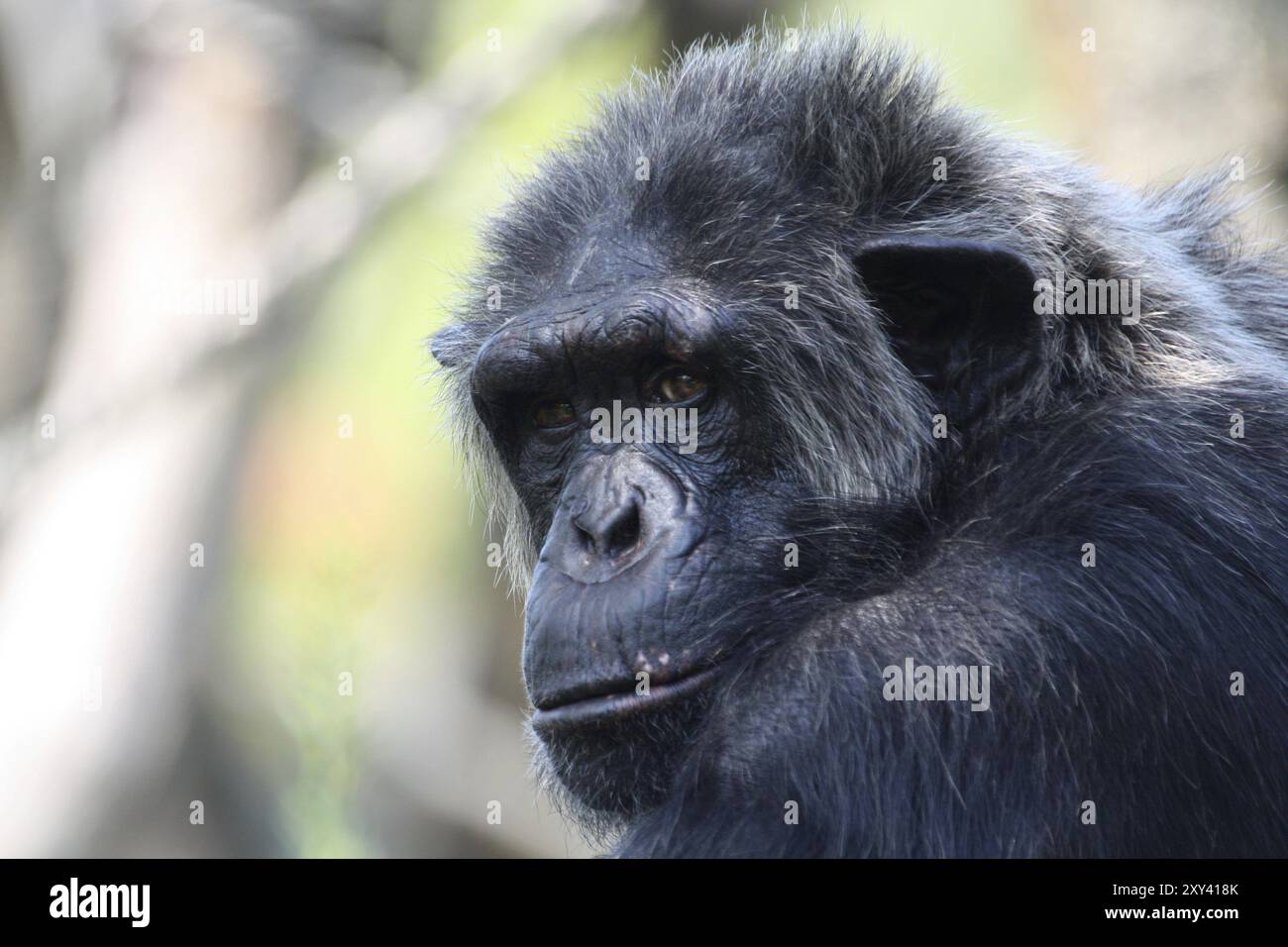 Monkey chimpanzee senior citizen hi-res stock photography and images ...