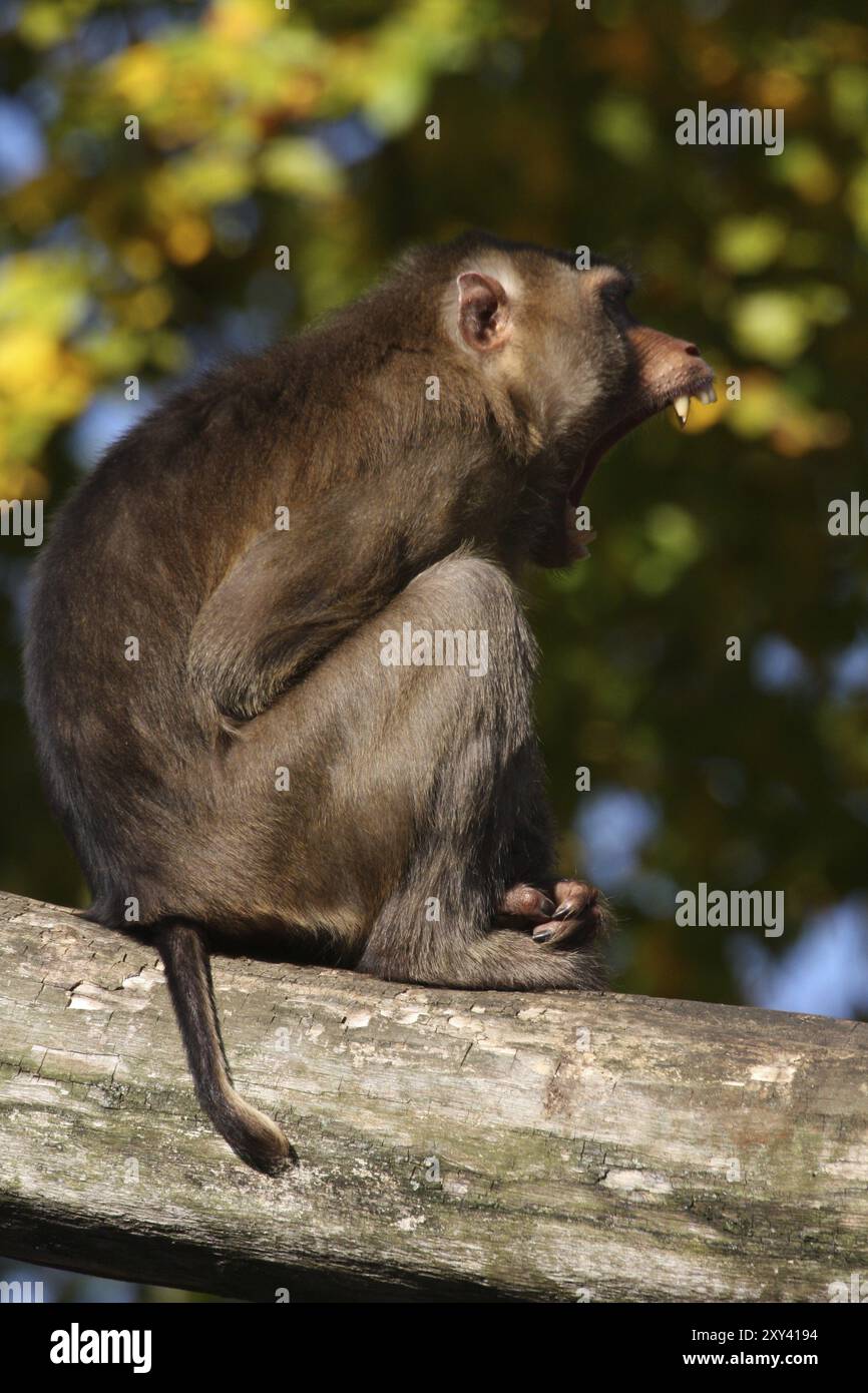 Pig monkey hi-res stock photography and images - Alamy