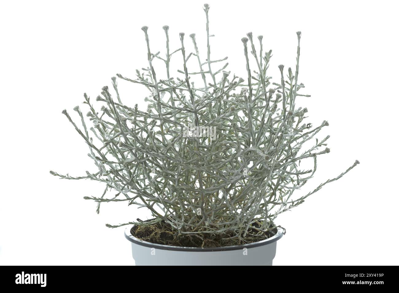 Calocephalus brownii (barbed wire) plant Stock Photo - Alamy