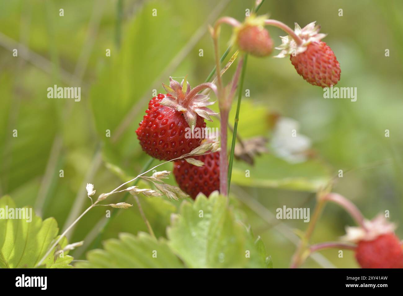 Wild strawberry, shrub of the forest strawberry Stock Photo - Alamy