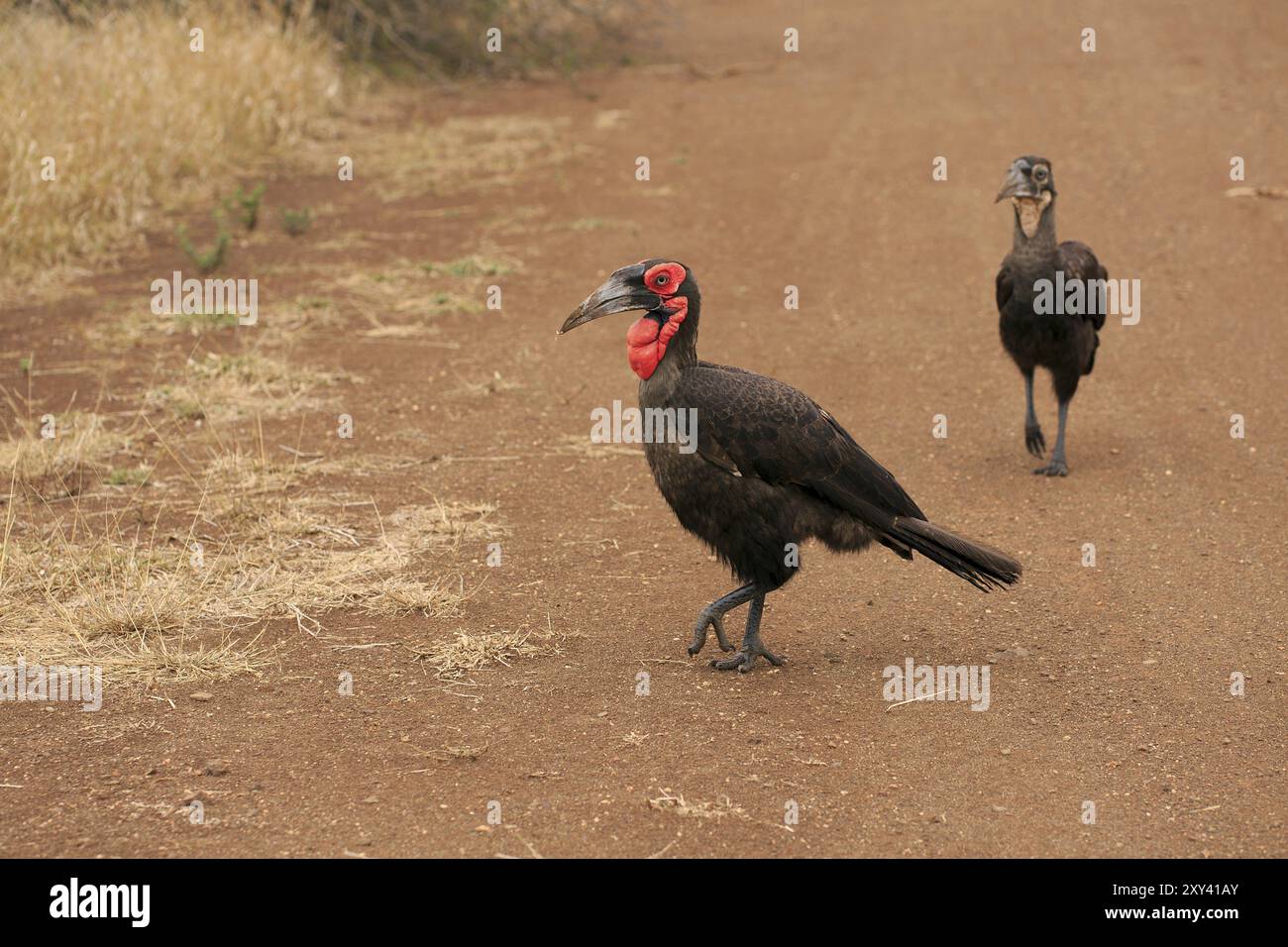 Horned hornbill hi-res stock photography and images - Alamy