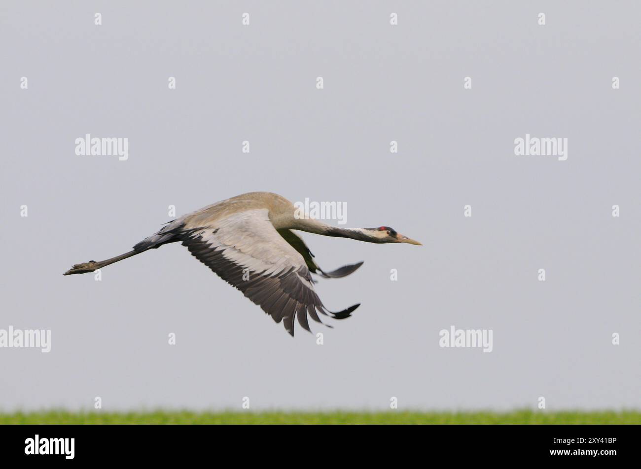 Grey crane in flight.grey crane in the Oberlausitz.grey crane in flight ...