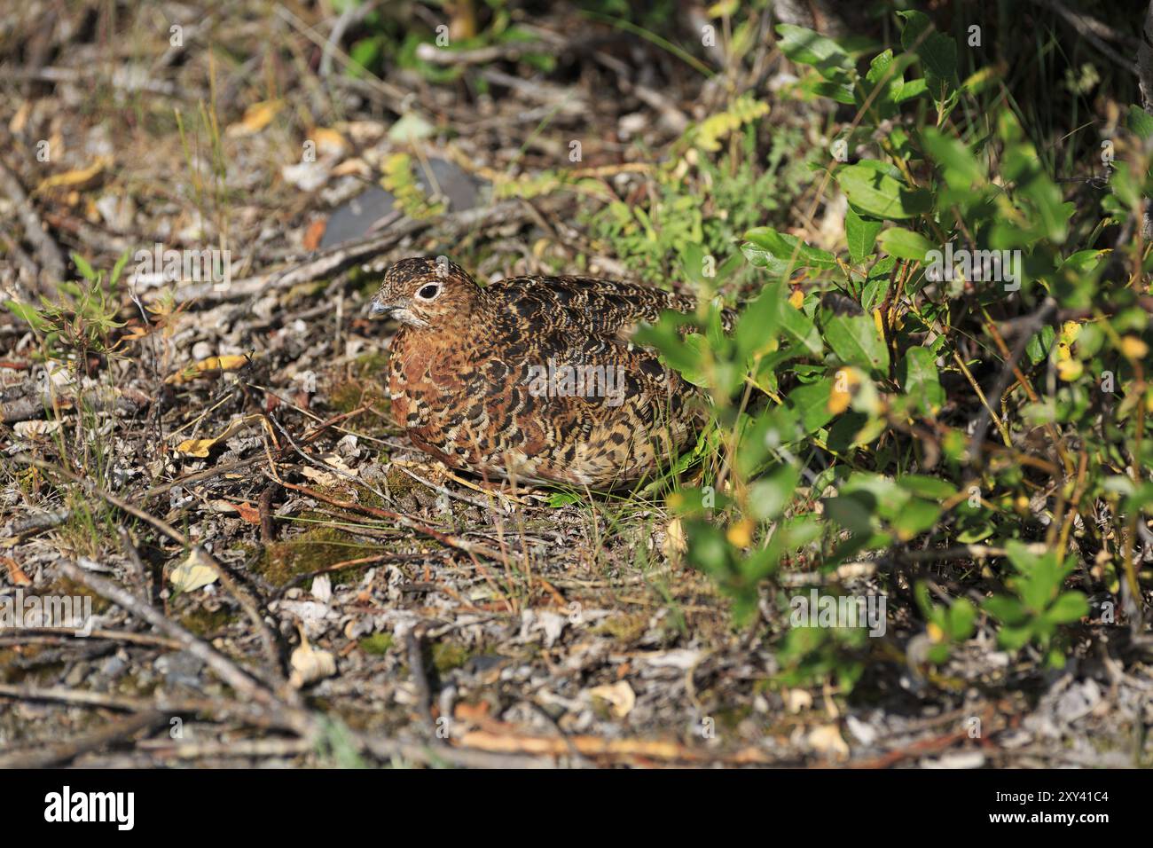 Willow ptarmigan in Denali National Park in Alaska Stock Photo - Alamy