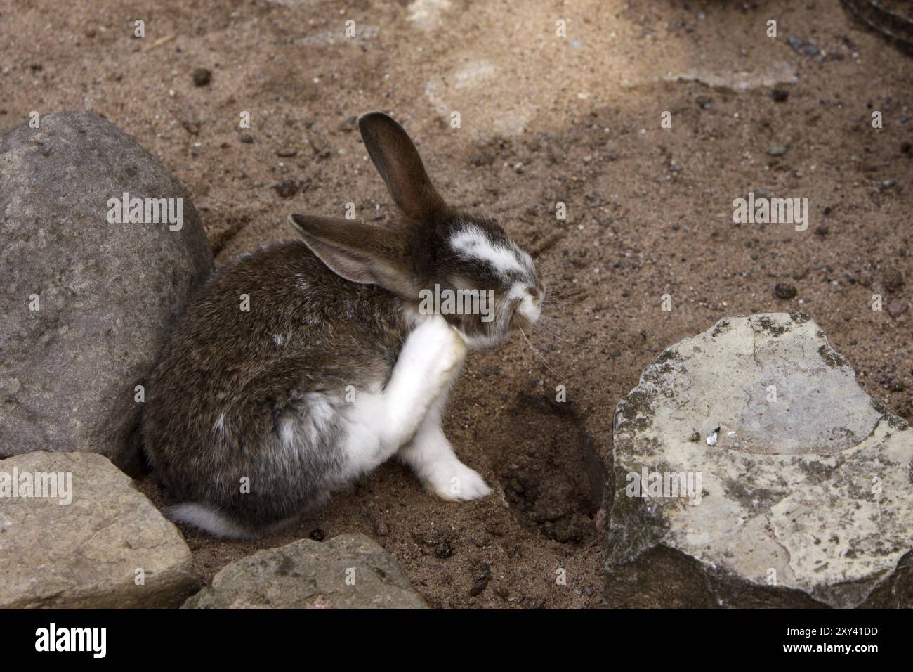 Cuddly rabbit childs toy hi-res stock photography and images - Alamy