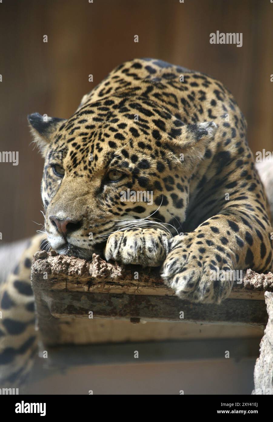 Jaguar prey catch hi-res stock photography and images - Alamy