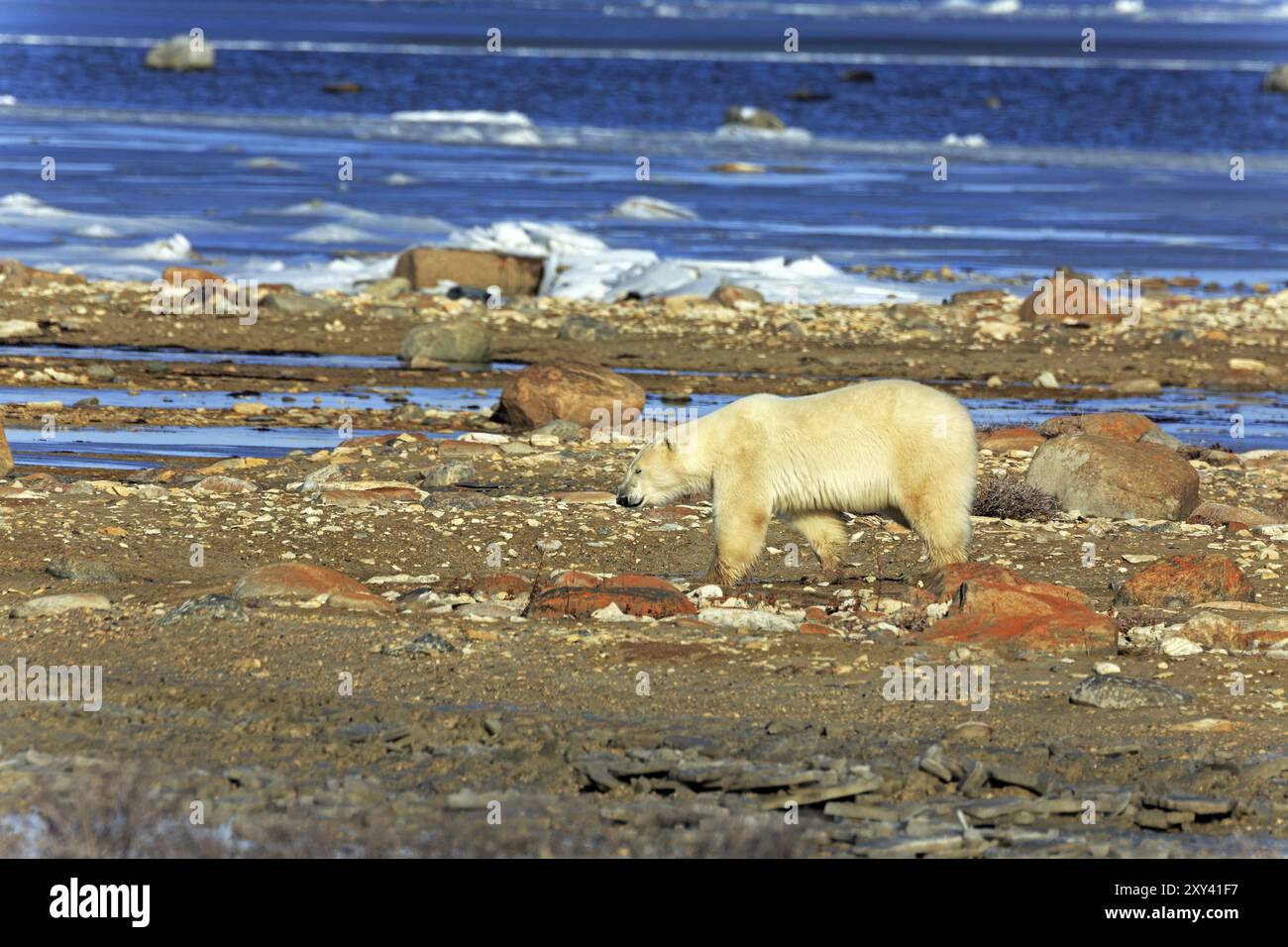 A polar bear foraging for food on the shores of Hudson Bay Stock Photo ...