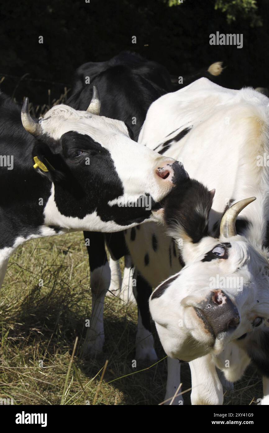 Cuddly cows hi-res stock photography and images - Alamy