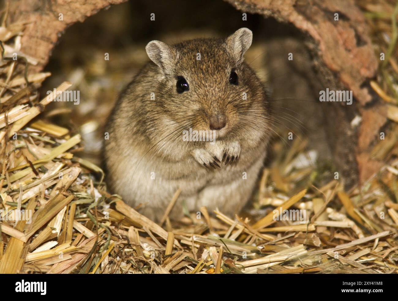 Mongolian gerbil (Meriones Stock Photo - Alamy