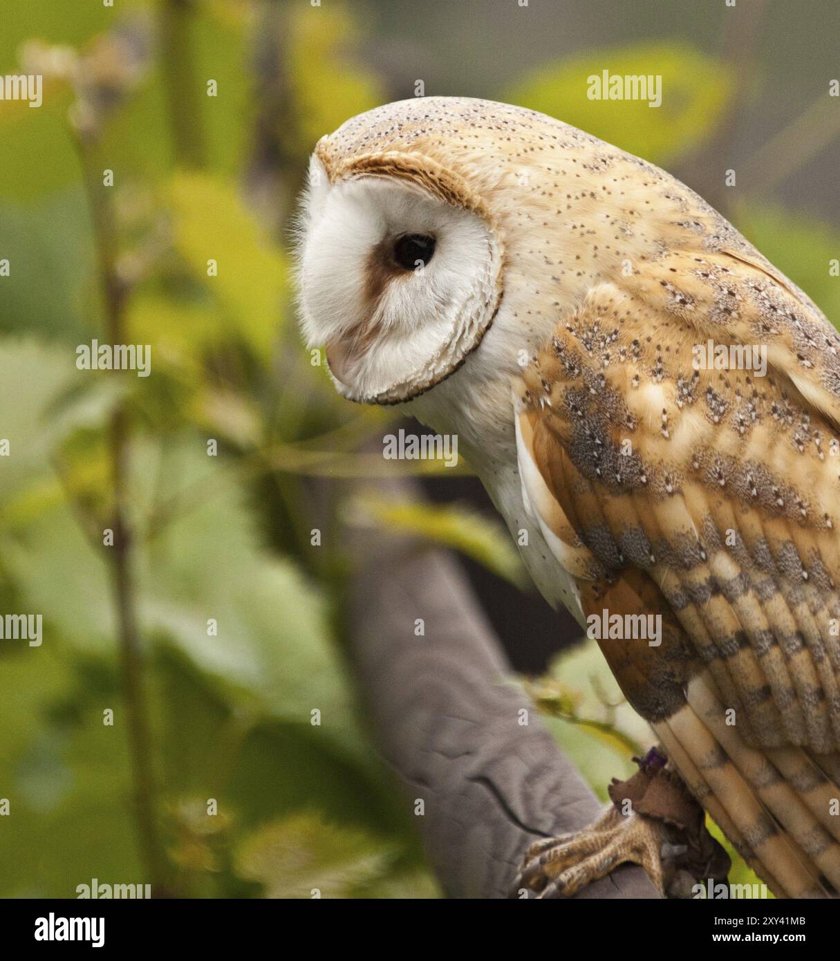 Mediterranean barn owl Stock Photo - Alamy