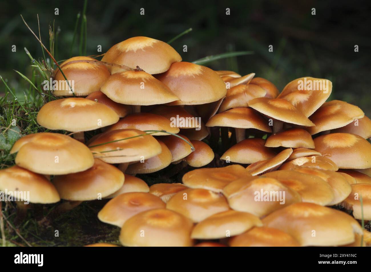 Common sponges hi-res stock photography and images - Alamy