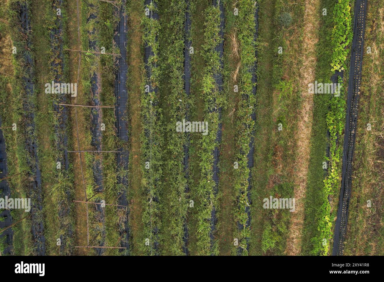 Drone photography showcasing a variety of crops thriving in organized ...