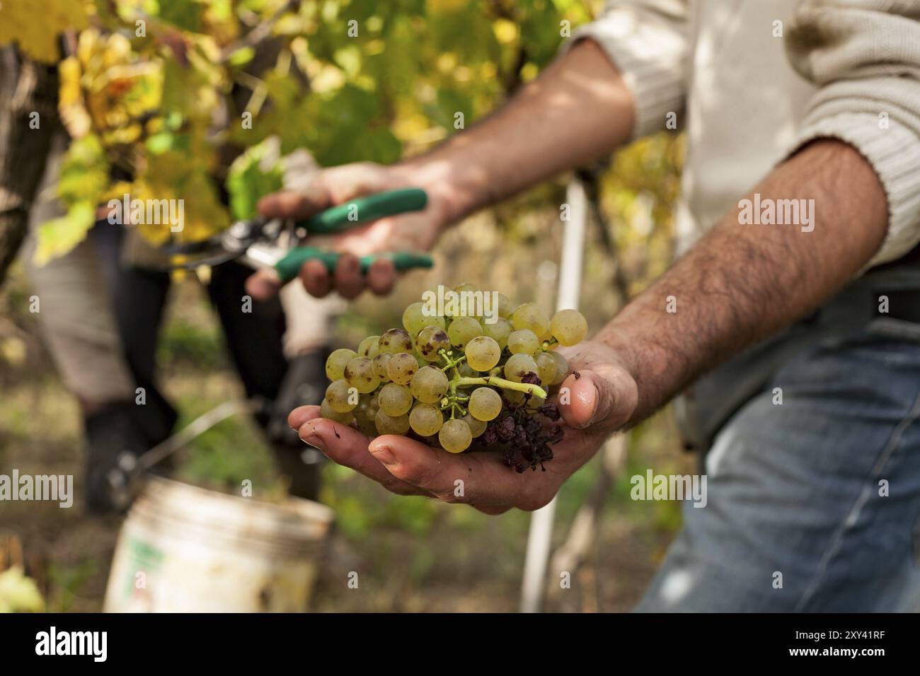 Grape harvester showing a bunch of grapes in front of a vineyard Stock Photo - Alamy