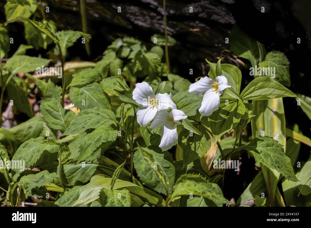 Large White Trillium (Trillium grandiflorum) is one of the most well ...
