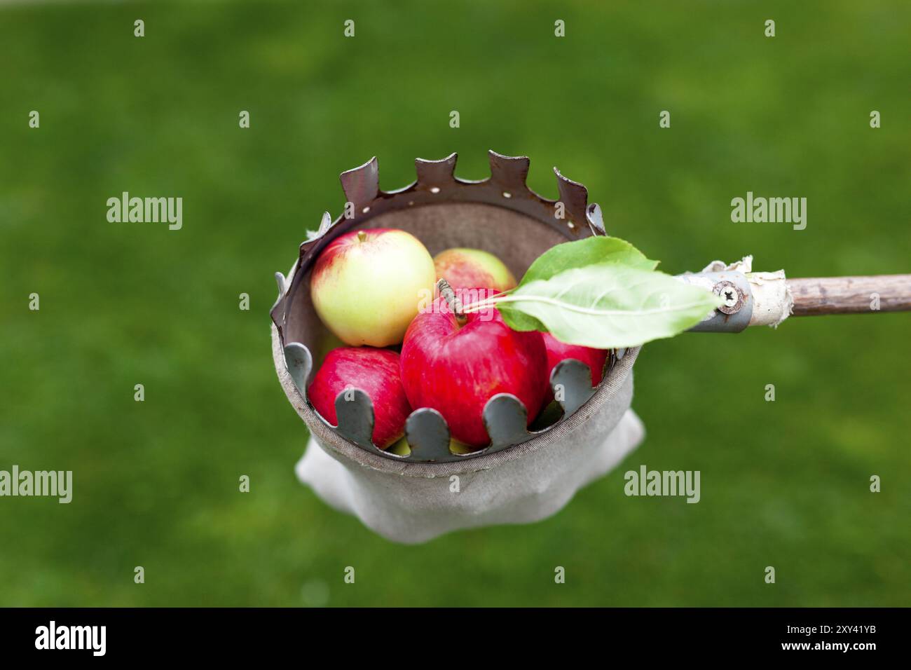 Apples in an apple picker Stock Photo - Alamy