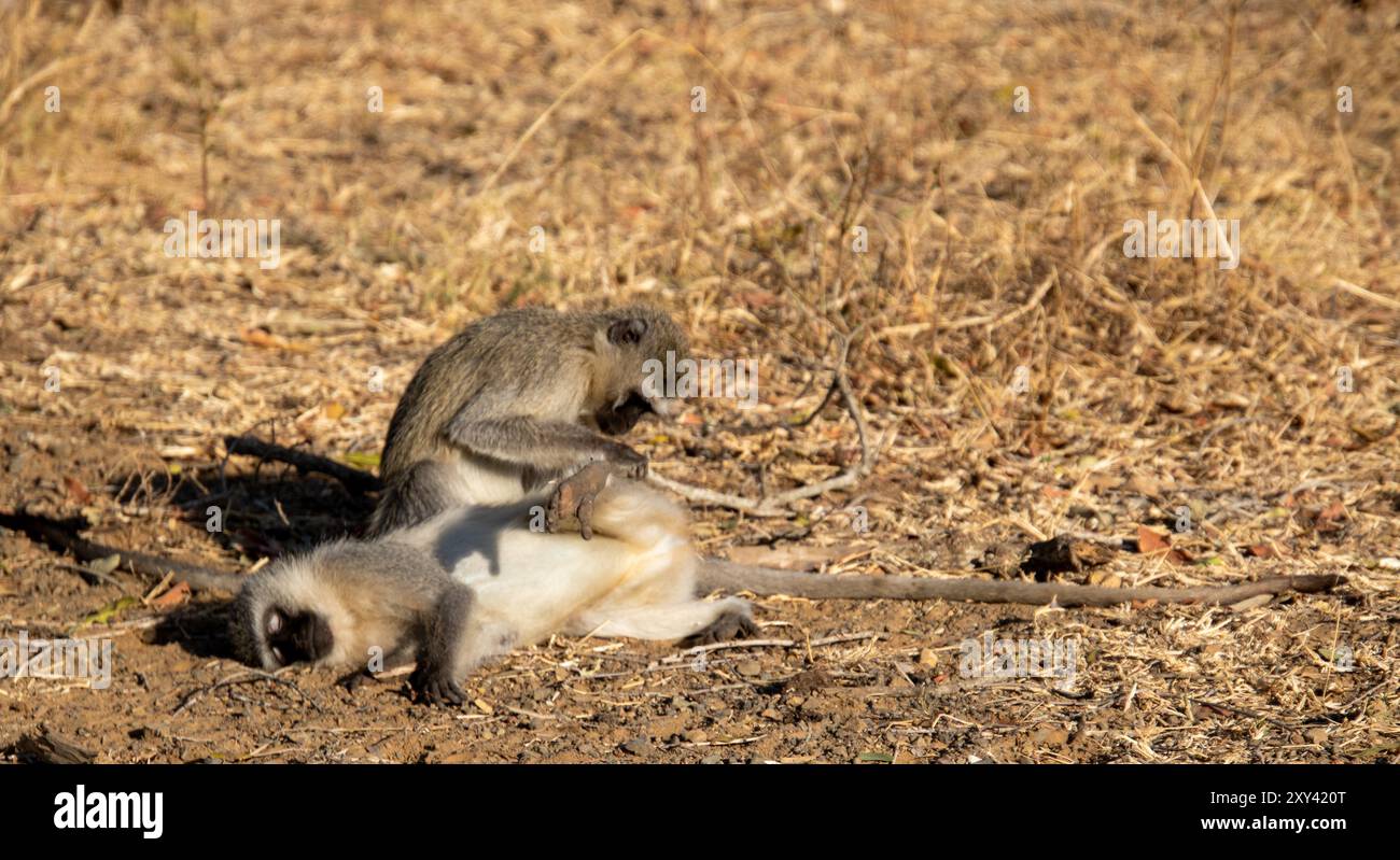 Two vervet monkeys grooming in the early morning sun in the Kruger park ...