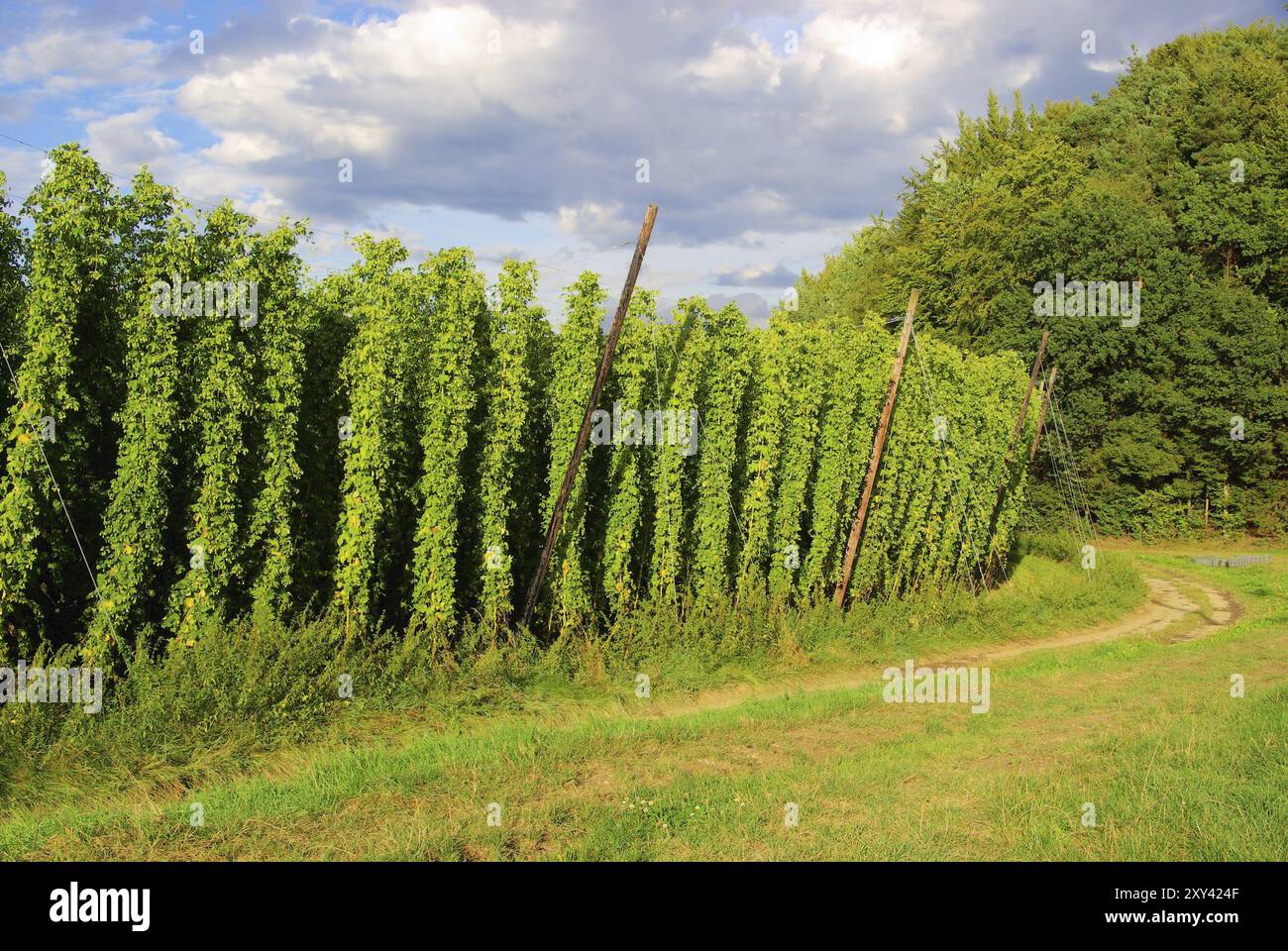 Cashless farming hi-res stock photography and images - Alamy