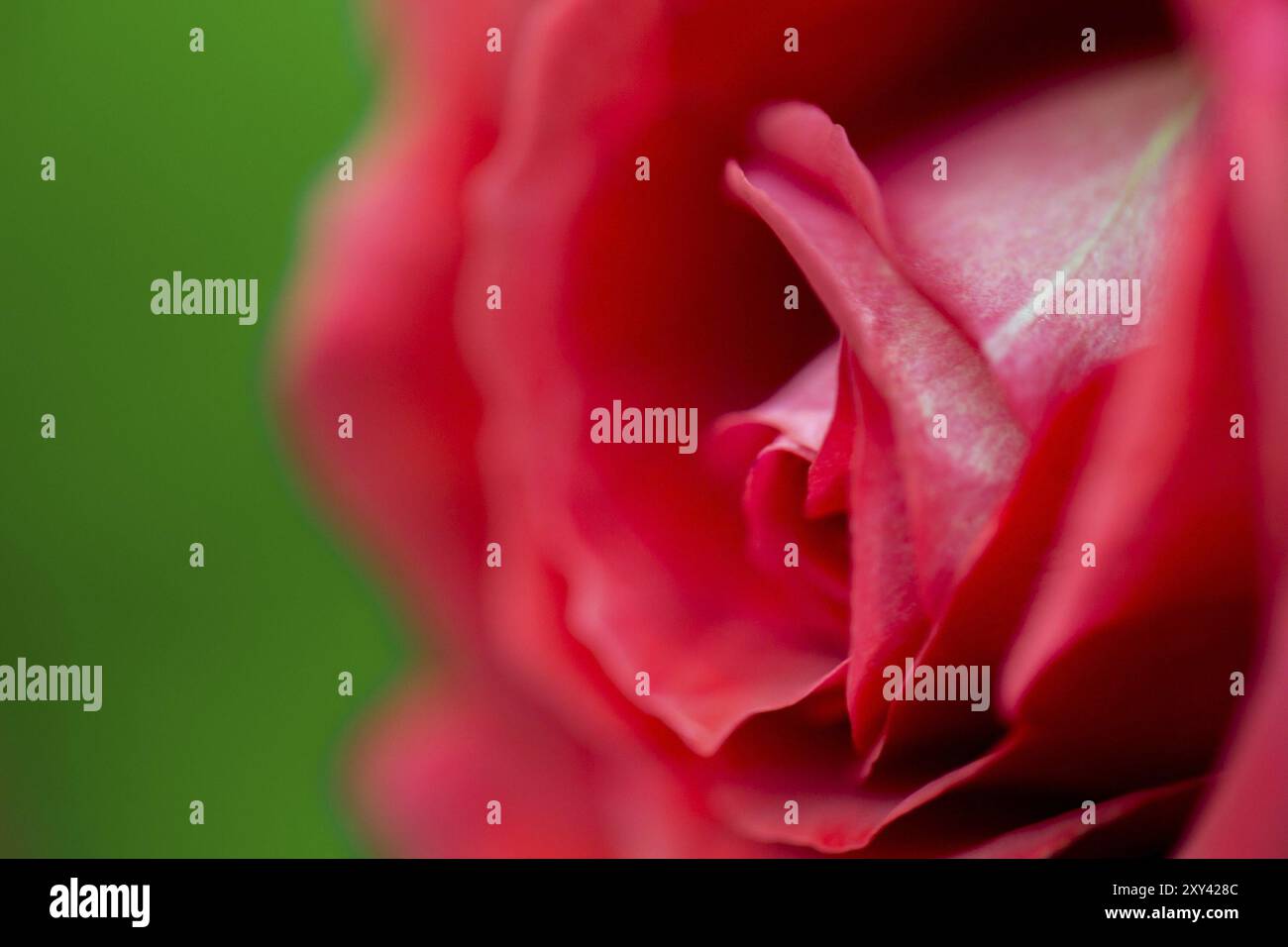 Close-up with a fast aperture of an intense red rose Stock Photo - Alamy